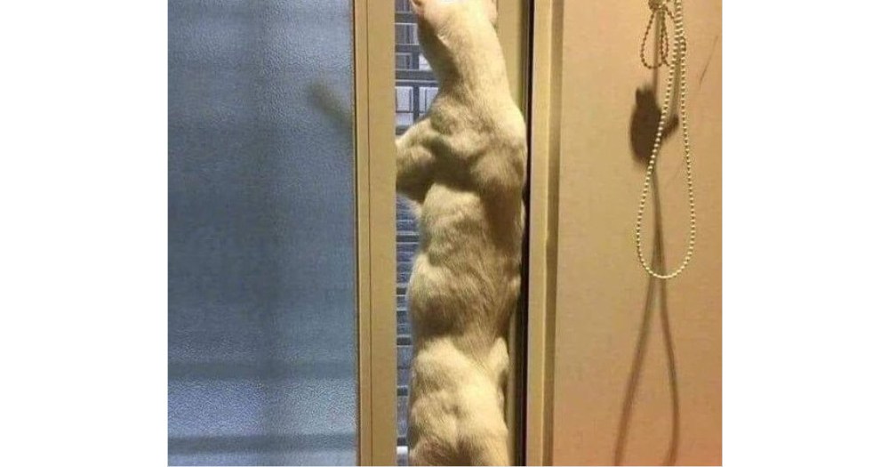 Ridiculously buff cat has the bodybuilder physique of dreams, sparks ...