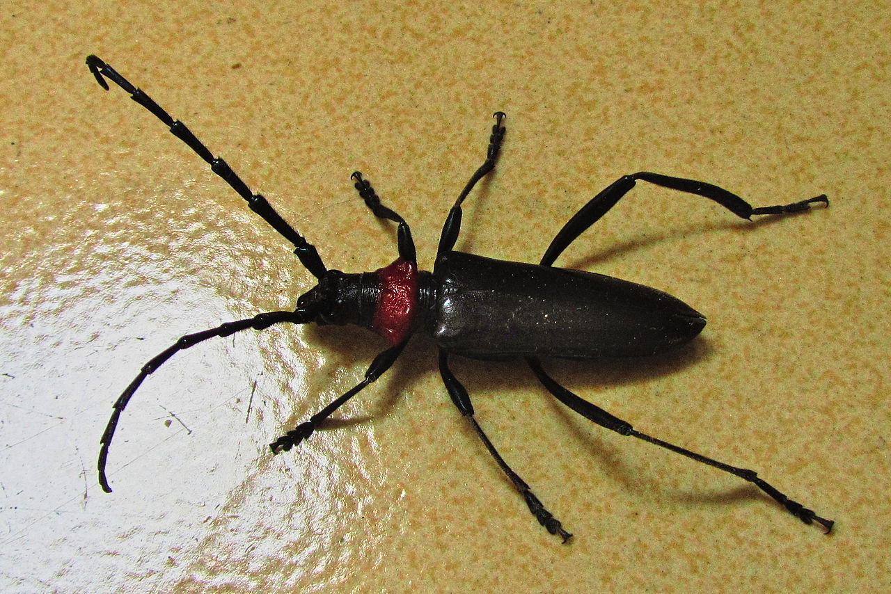 Bug hunt! Some areas offering rewards for alien beetles threatening ...