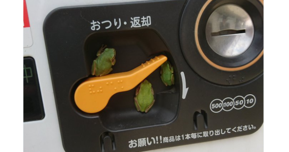 What to do if you meet some adorable mini frogs at a Japanese vending ...