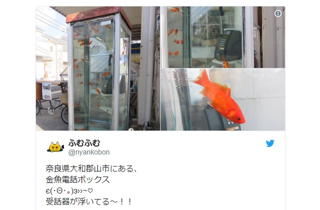 Tag: fish tank | SoraNews24 —Japan News—