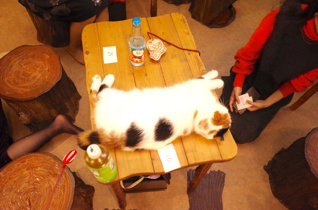 A visit to a cat theater in Tokyo as cat cafe holds movie night【Photos ...