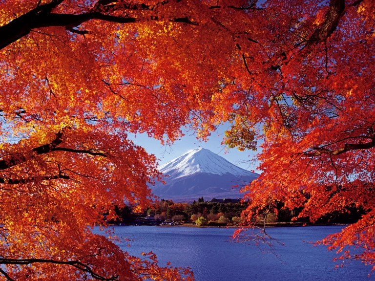 Kyoto temple bans photography at famous autumn foliage viewing spots ...