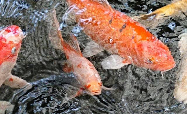 People in Japan go crazy for Japanese koi fish with love hearts on its ...