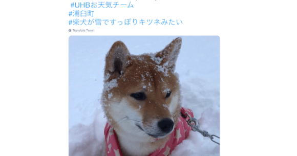 Shiba Inu in the snow: Japanese dogs melt hearts with their love for ...