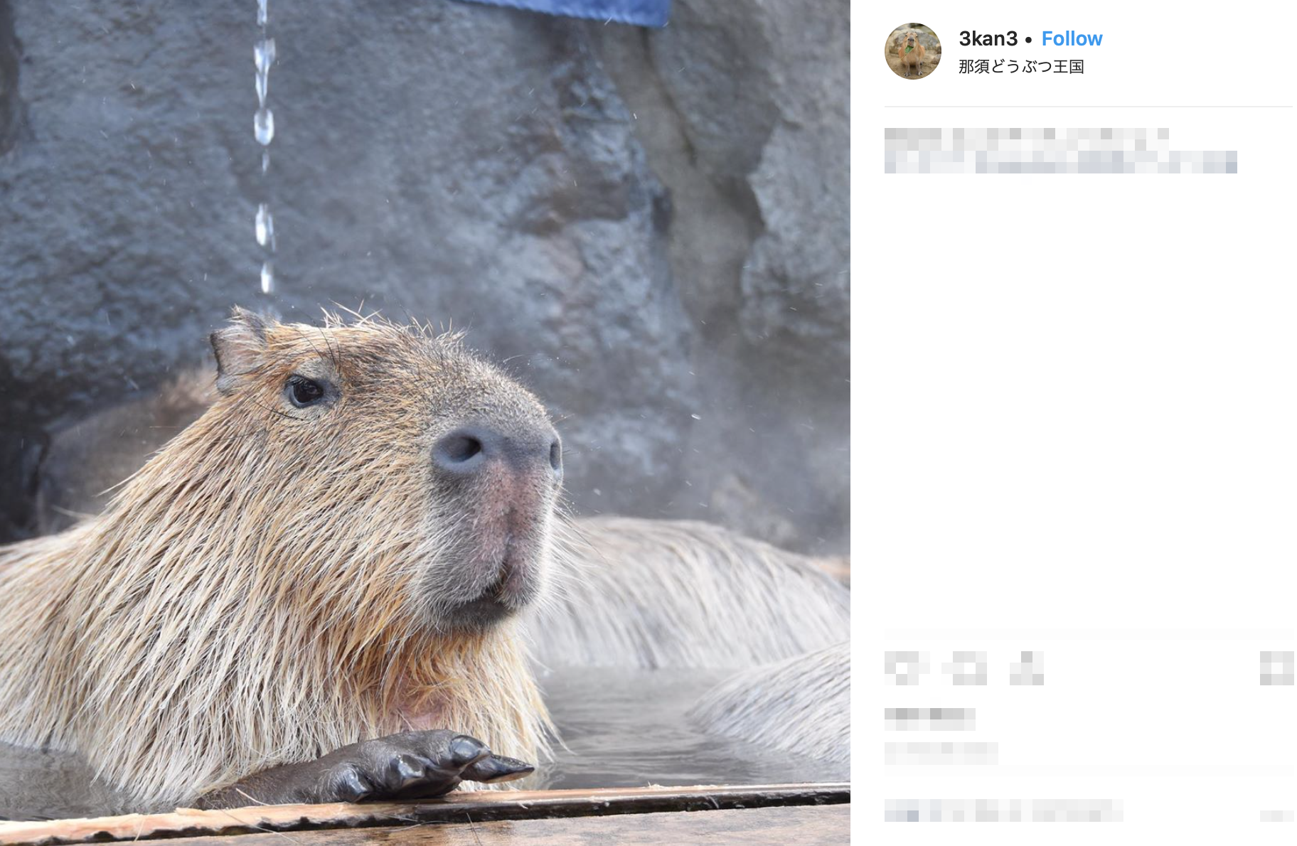 Capybaras around Japan compete to find out which one can bathe the ...