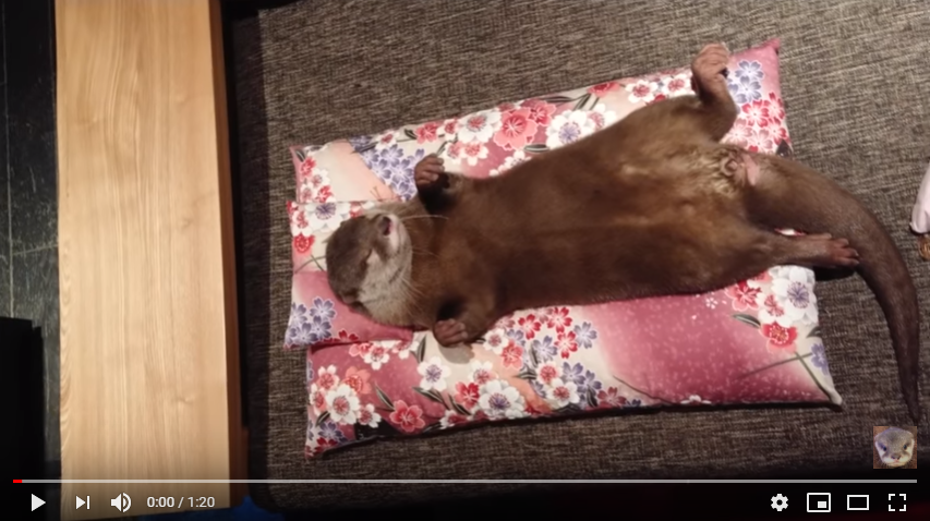 Meet Japan’s adorable otter YouTuber, Chiitan!【Video】 | SoraNews24 ...