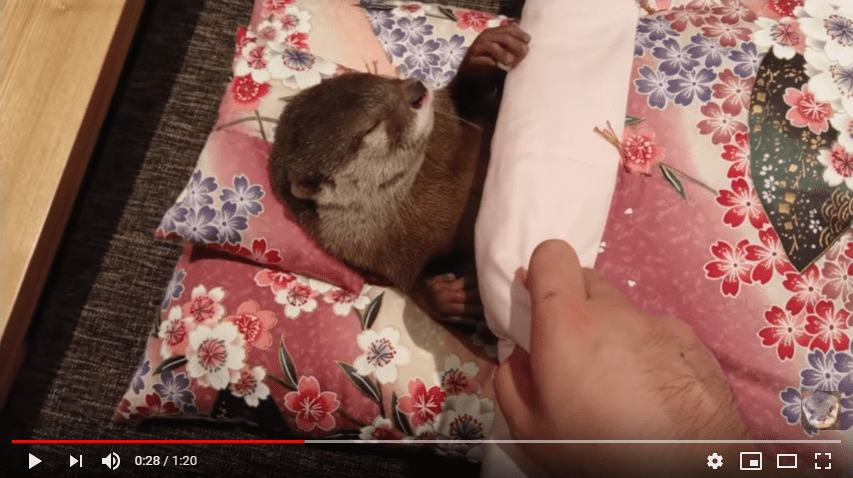 Meet Japan’s adorable otter YouTuber, Chiitan!【Video】 | SoraNews24 ...