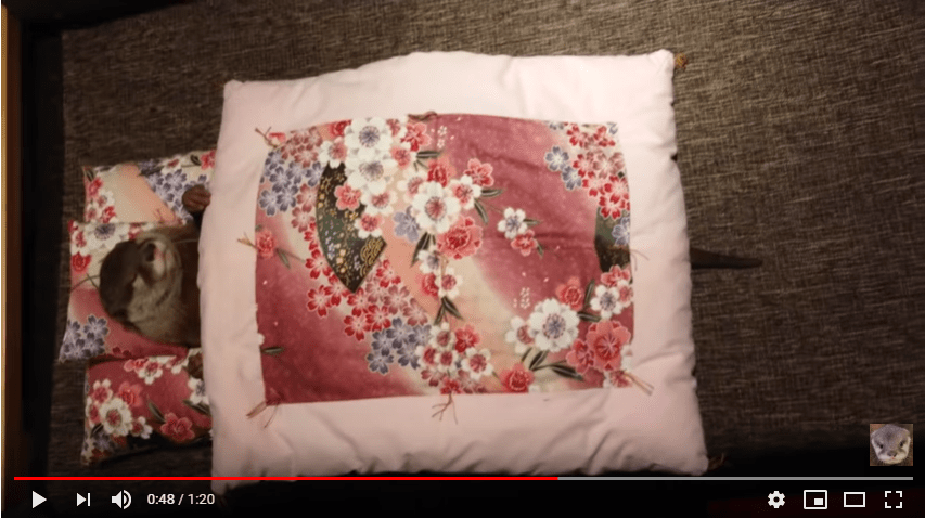 Meet Japan’s adorable otter YouTuber, Chiitan!【Video】 | SoraNews24 ...