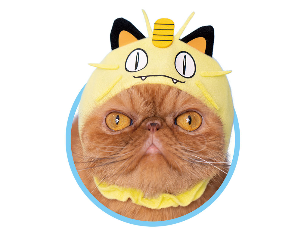 Pokémon cat cosplay hoods are now on sale, and adorable【Photos ...