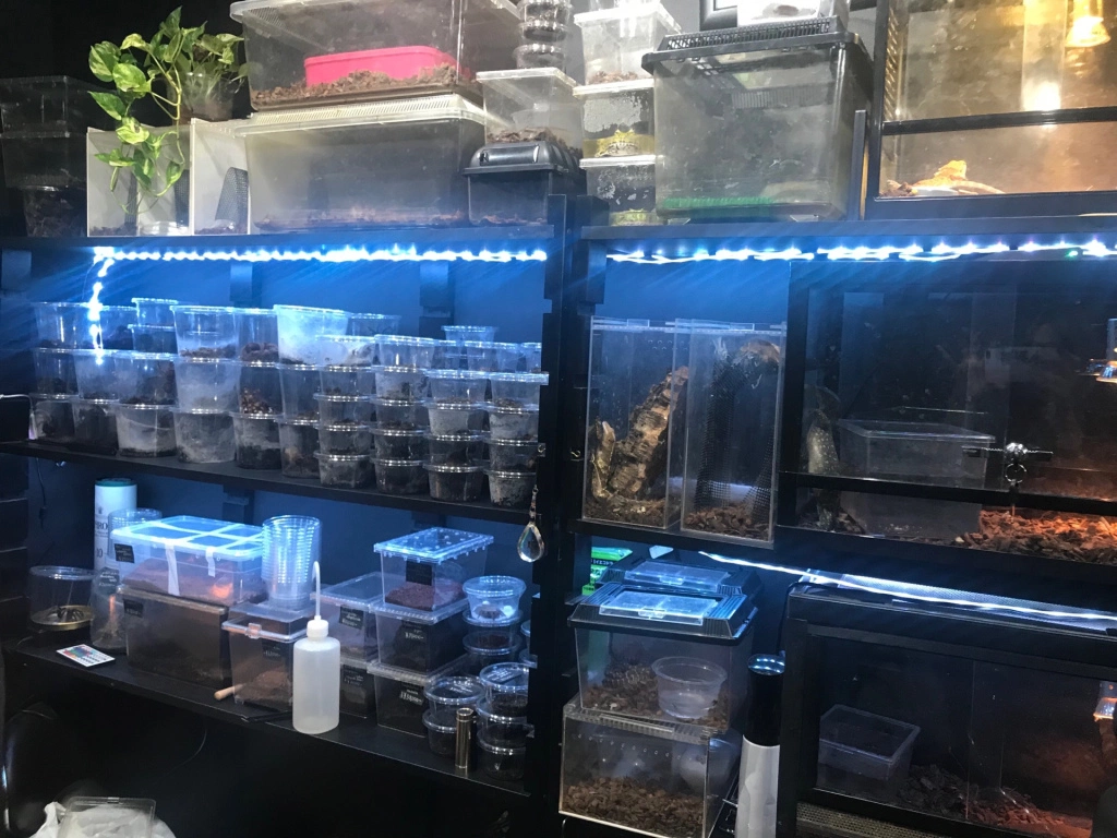 Drink like a fish, but with lizards and snakes, at Tokyo’s awesome ...