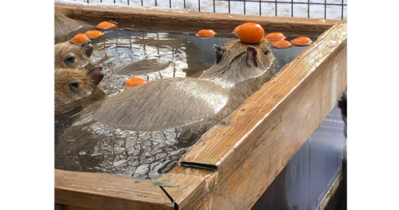 Capybaras celebrate winter in luxurious mikan bath【Photos】 | SoraNews24 ...