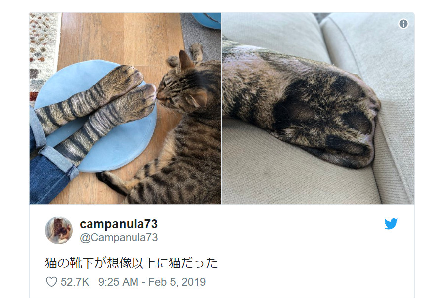 These cats “knead” you to show them some love【Video】 | SoraNews24 ...