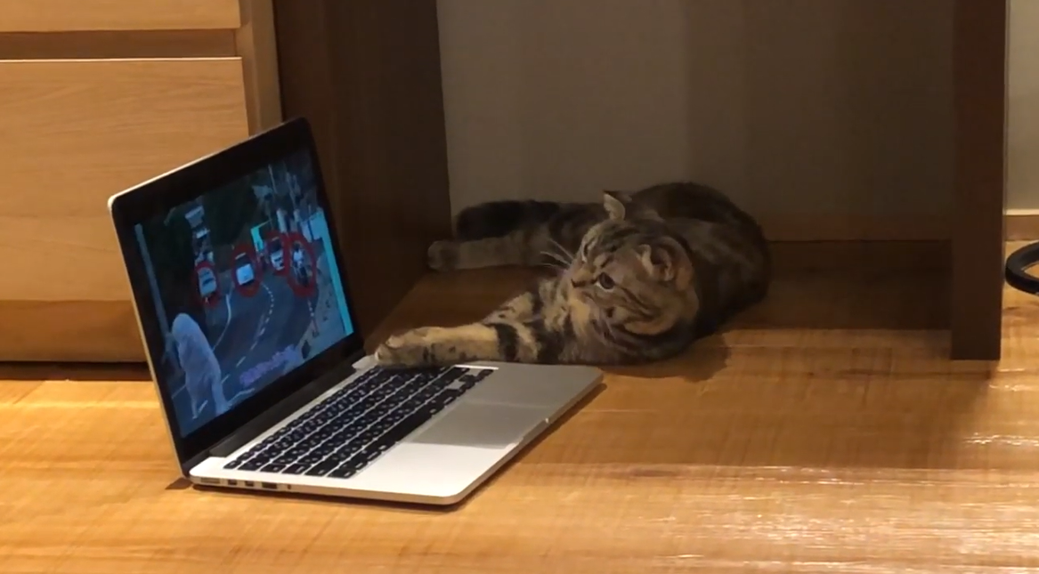 Japan now has a traffic safety video for cats to watch to help keep ...