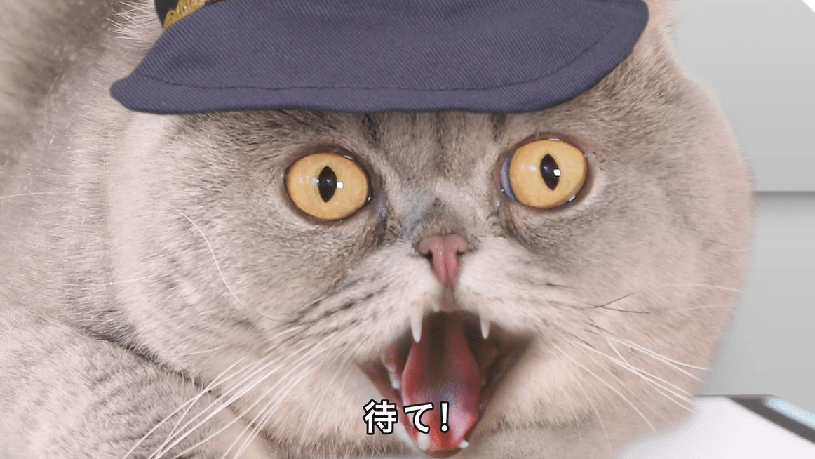 Japan now has a traffic safety video for cats to watch to help keep ...