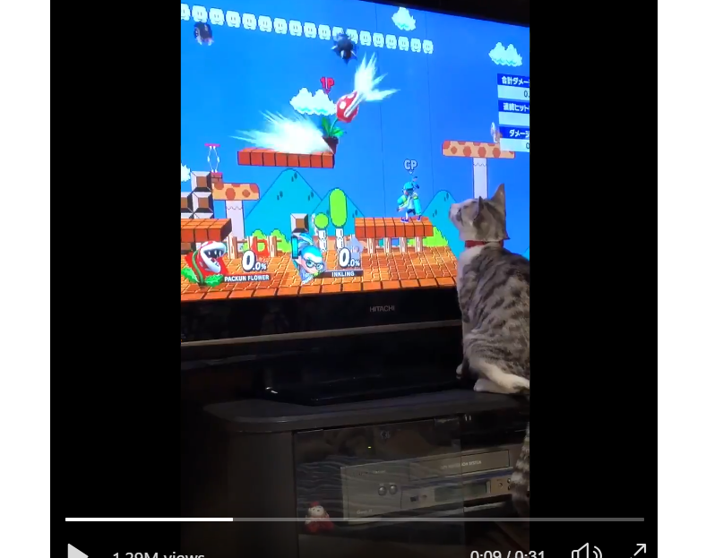 This Smash Bros.-loving cat from Japan is the world’s most adorable ...