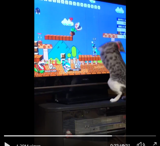 This Smash Bros.-loving cat from Japan is the world’s most adorable ...