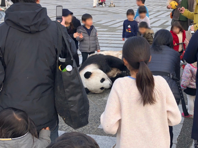 Panda sightings in Tokyo cause frenzy on social media | SoraNews24 ...