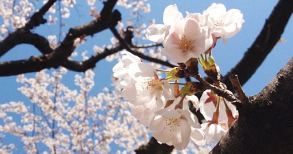 Sakura in Japan 2019: The best spots for hanami cherry blossom viewing ...
