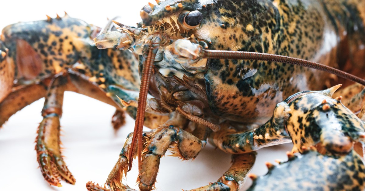 Five members of the Bad Lobster biker group arrested by Ebina police ...
