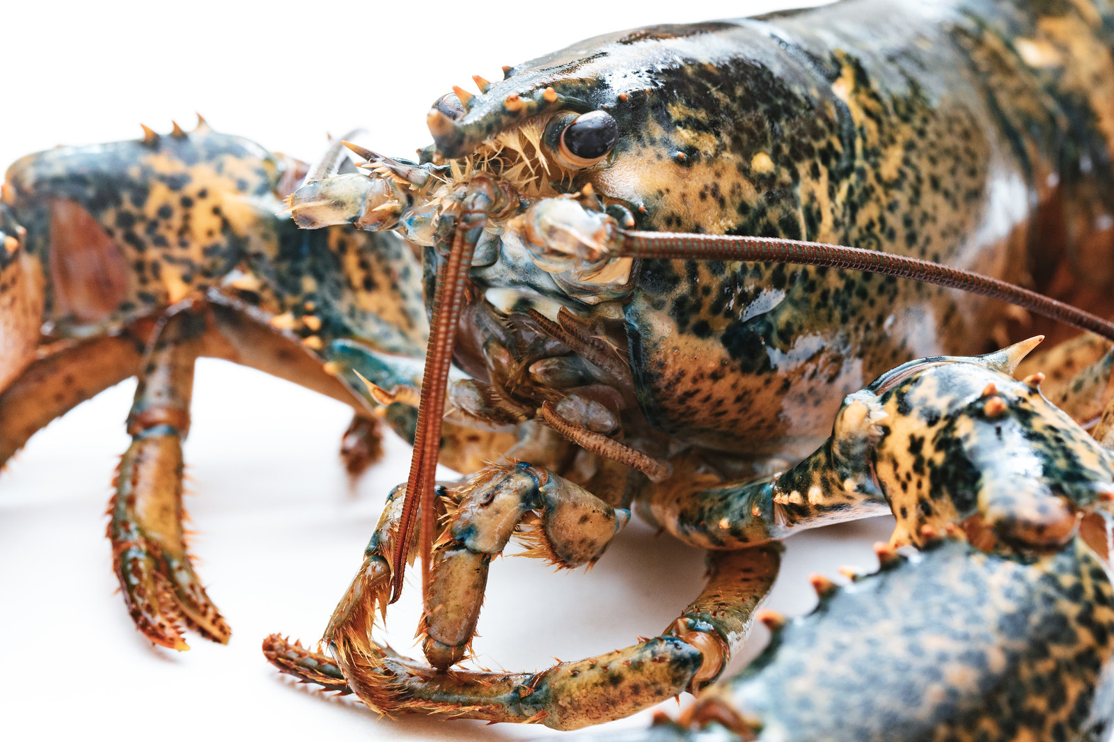 Five members of the Bad Lobster biker group arrested by Ebina police ...