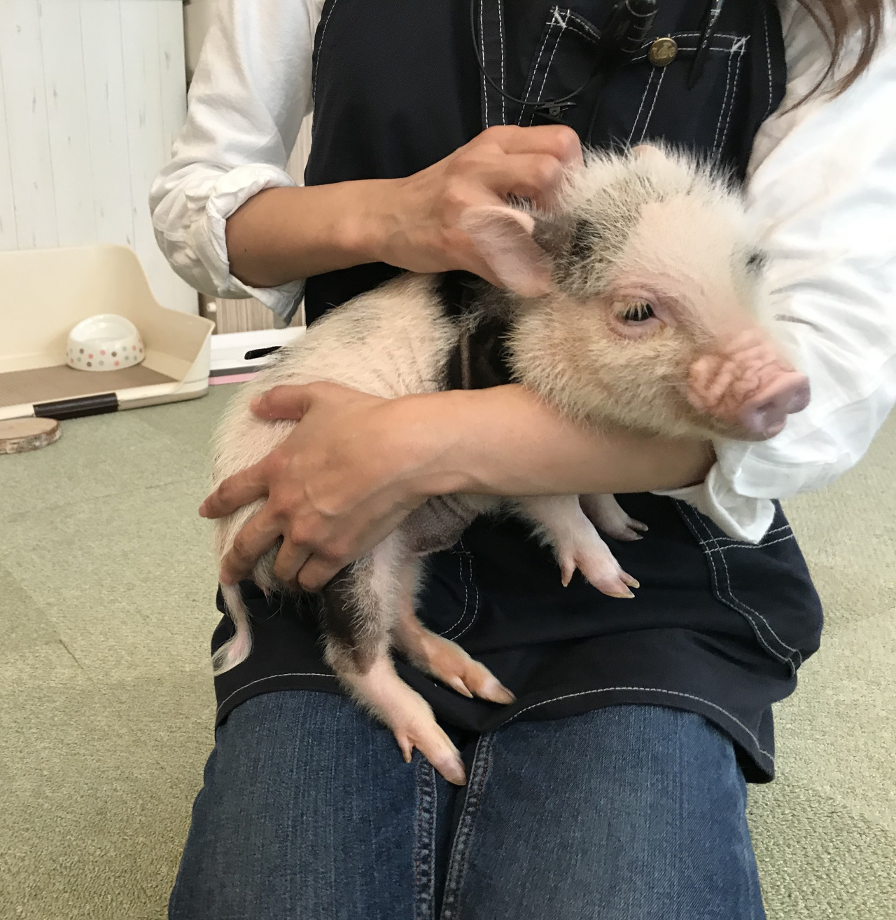 Japan’s first-ever micro pig cafe opens in Tokyo 【Pics & Video ...