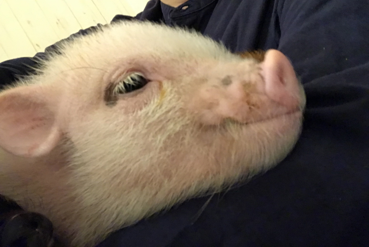 Japan’s first-ever micro pig cafe opens in Tokyo 【Pics & Video ...