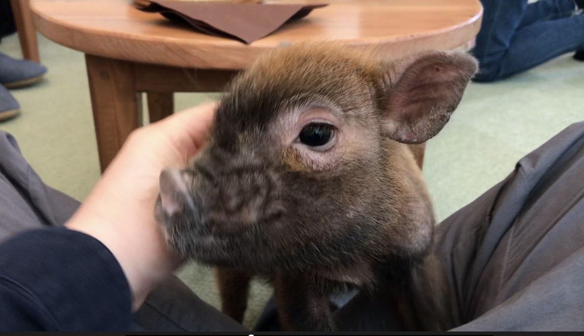 Japan’s first-ever micro pig cafe opens in Tokyo 【Pics & Video ...