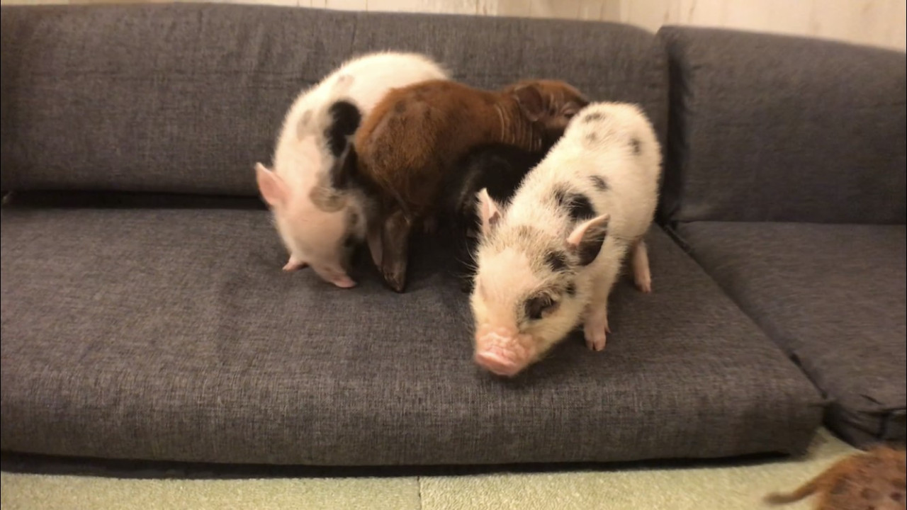 Japan’s first-ever micro pig cafe opens in Tokyo 【Pics & Video ...