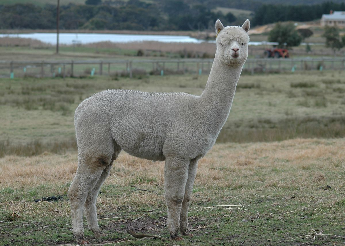 Alpacas look freaky with their hair cut short, Japanese ranch reminds ...