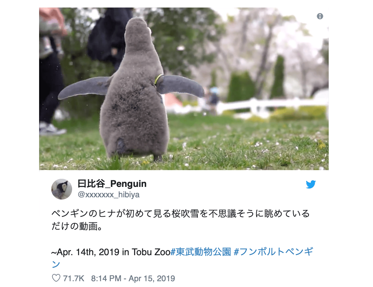 Japanese zoo penguin falls in love with cutout of cute anime penguin ...