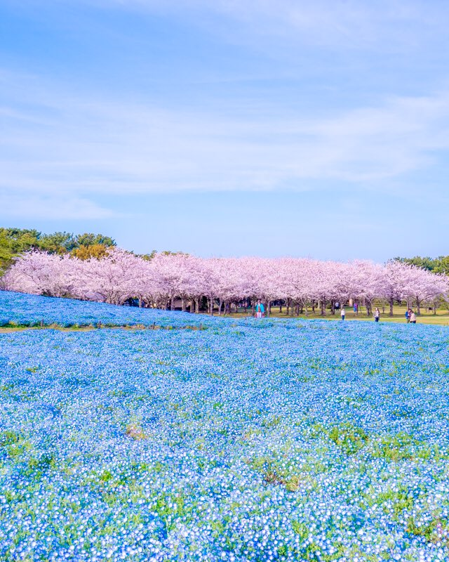 Pink sakura and baby blue eye flowers team up for gorgeous views at ...