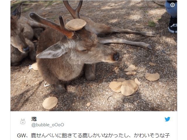 Foreigner in Japan gets “scary Cretaceous cookies” at work, Japanese ...