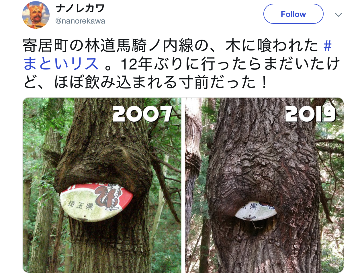 Tag: trees | SoraNews24 —Japan News—