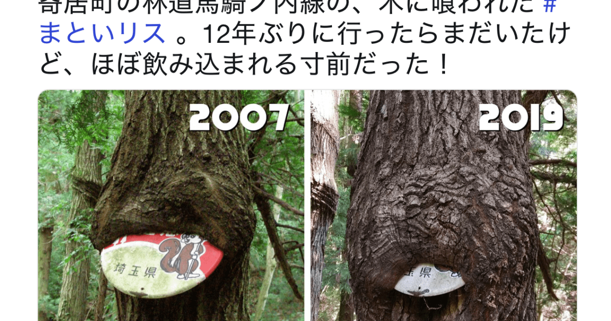 Tree swallows sign in Japan, proves nature is hungry by continuing to ...