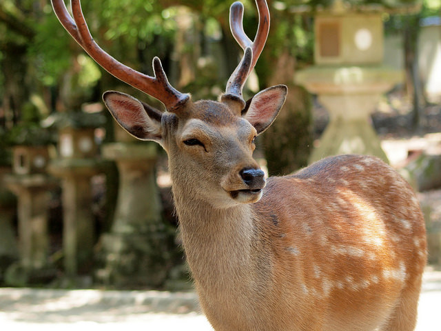 Nara’s “deer cookie” rice crackers get their first price increase in 28 ...