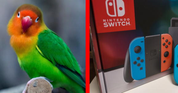 Hard-caw-r gamer? Japanese family’s pet parrot mimics Nintendo Switch ...