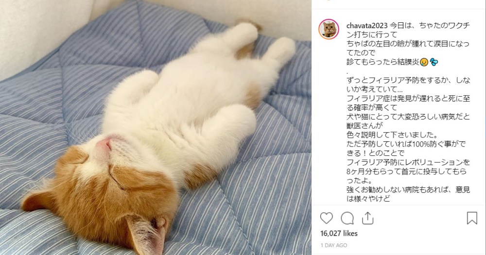 Tiny munchkin kitten sleeps like an angel in the cutest position ...