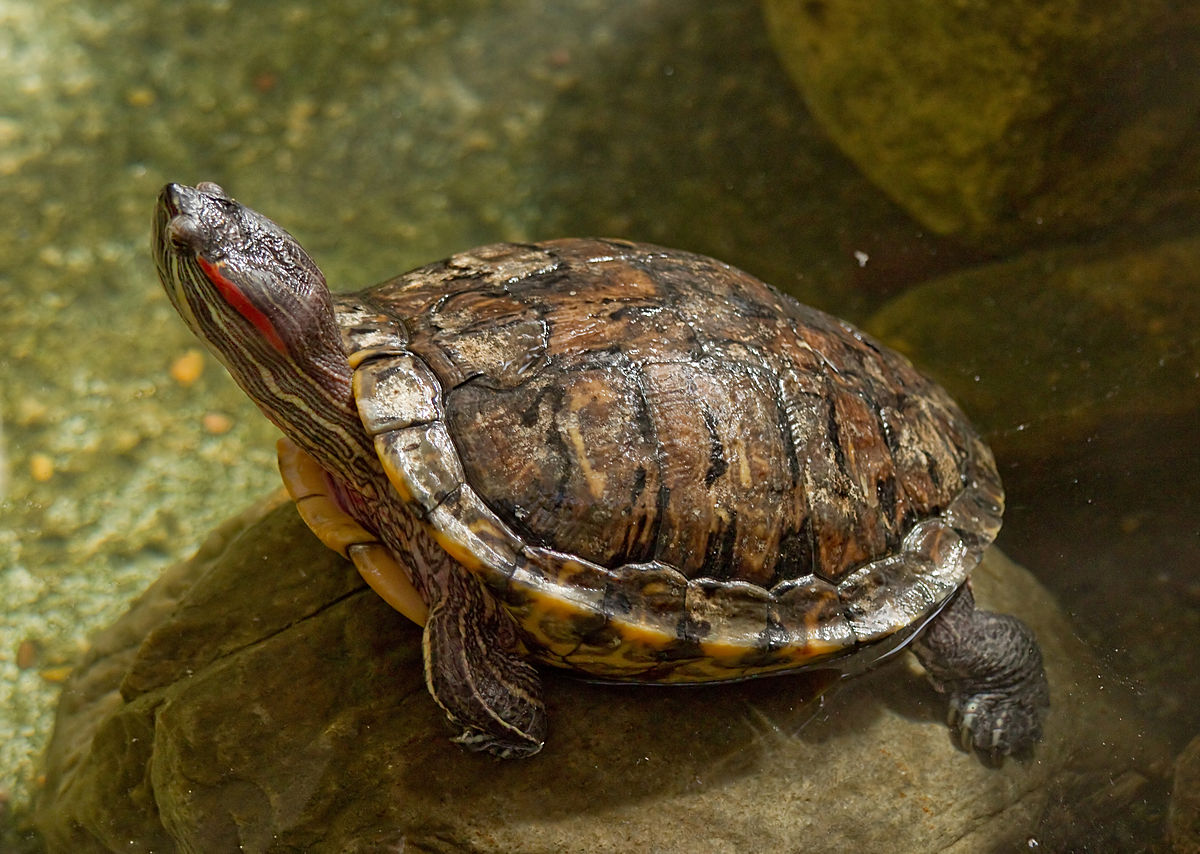 Turtle spotted riding Tokyo subway makes commuting in Japan’s busiest ...