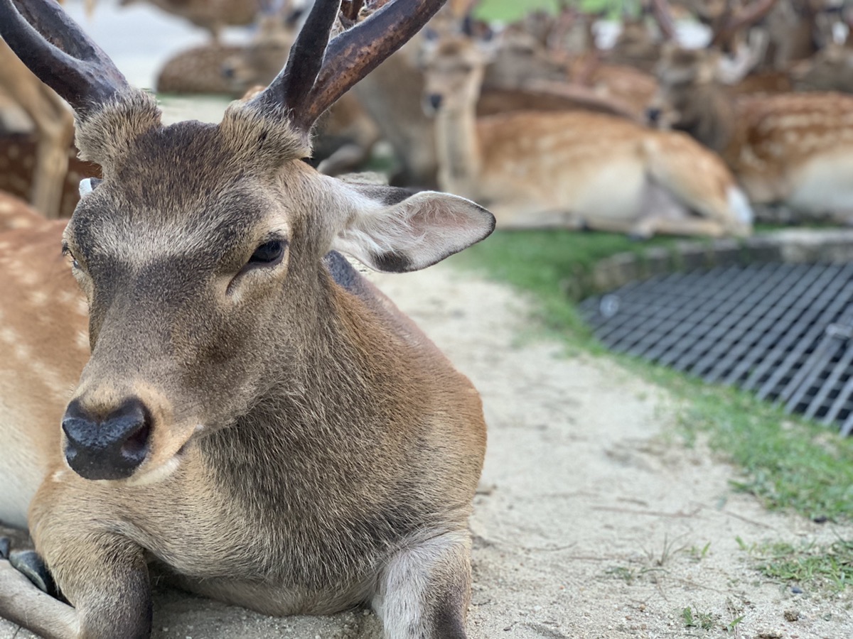 Shikadamari: The Nara deer summer gathering phenomenon that baffles ...
