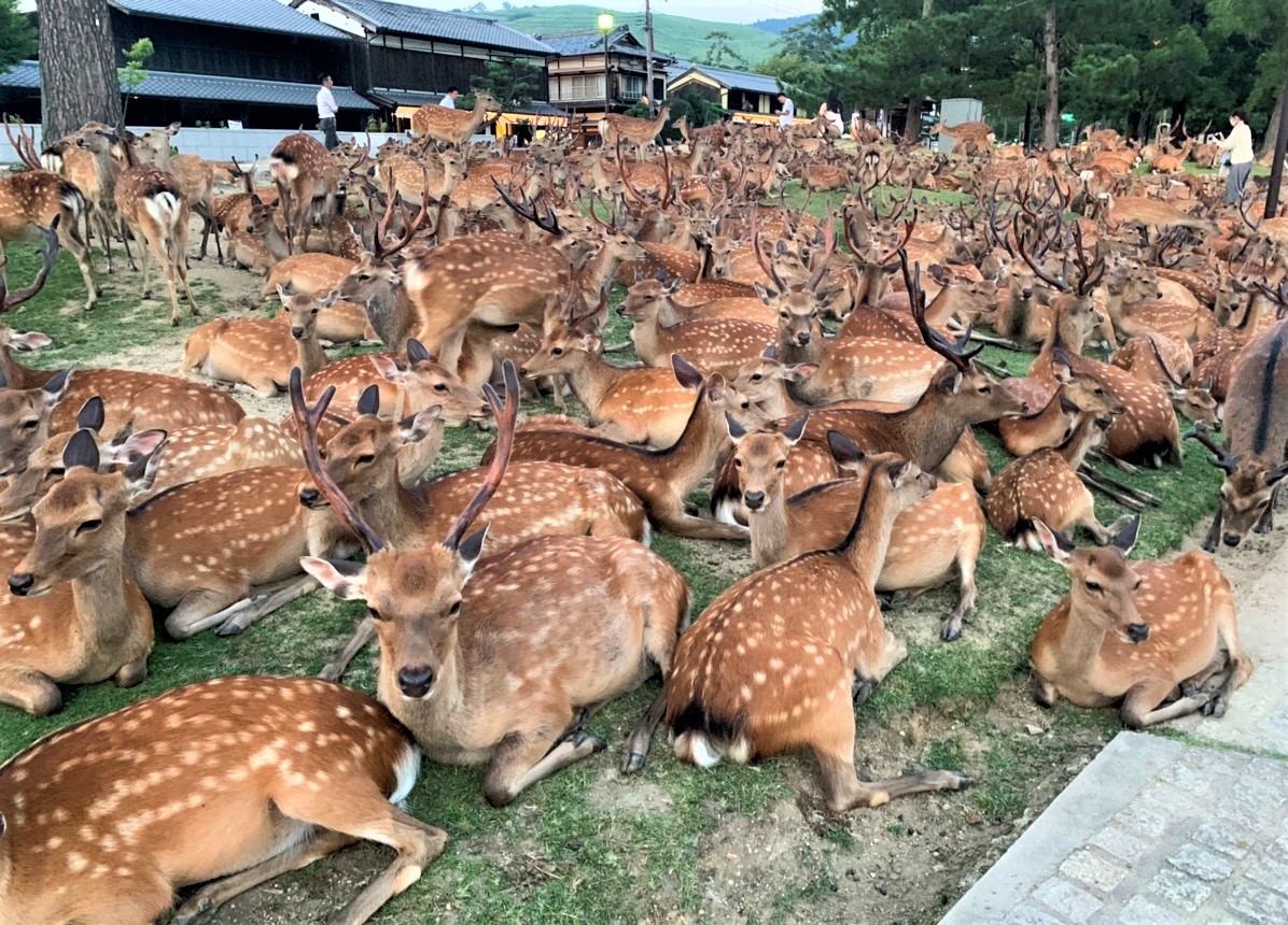 Shikadamari: The Nara deer summer gathering phenomenon that baffles ...