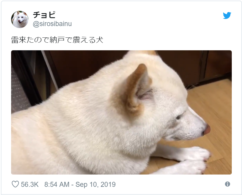 Tag: Shiba Inu | SoraNews24 -Japan News-