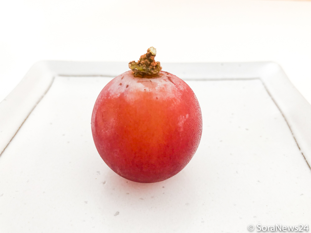 We try a $10 Japanese grape from a bunch that retails for over $400 ...