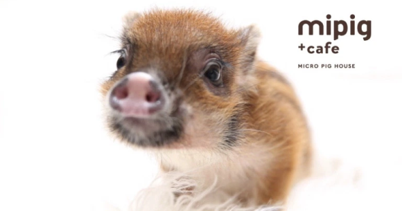 Have coffee with adorable piggies at Tokyo’s brand-new micro pig cafe ...