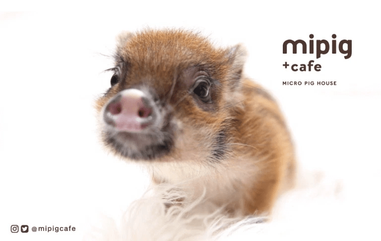 Have coffee with adorable piggies at Tokyo’s brand-new micro pig cafe ...