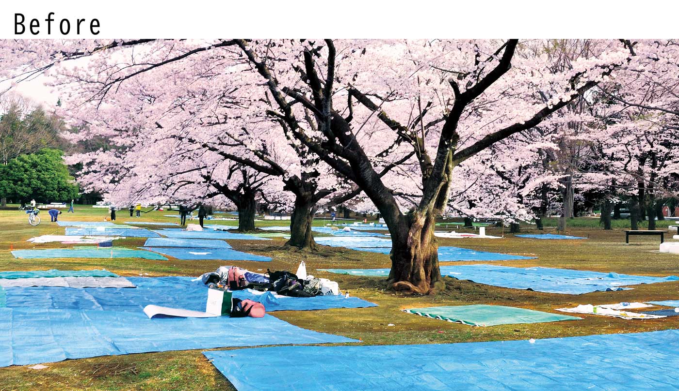New sakura cherry blossom viewing sheets bring old-school beauty to ...