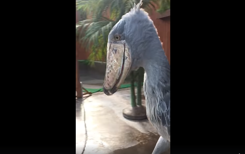 Super-polite bowing shoebill in Japan wins hearts with its incidental ...