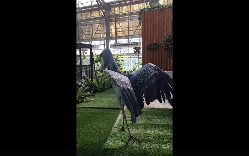 Super-polite bowing shoebill in Japan wins hearts with its incidental ...