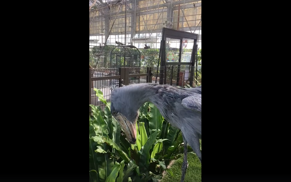 Super-polite bowing shoebill in Japan wins hearts with its incidental ...