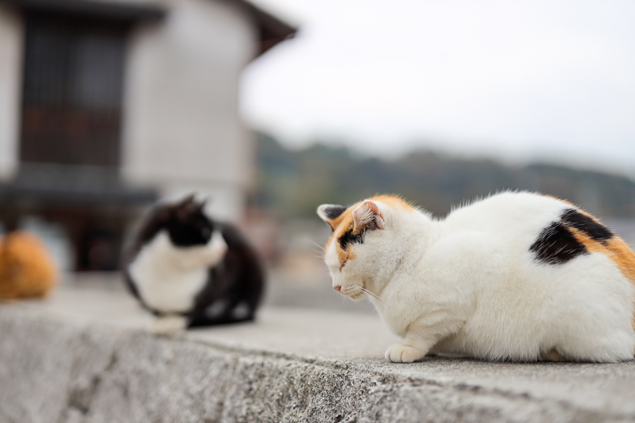 Japan Travel: Exploring Manabeshima cat island | SoraNews24 -Japan News-