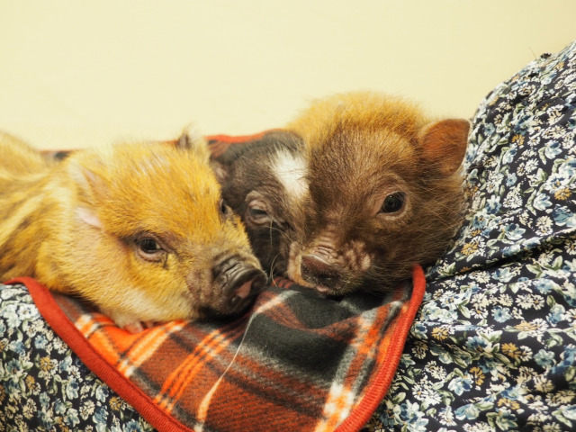 Mipig Harajuku: We visit the new micro pig cafe in Tokyo | SoraNews24 ...